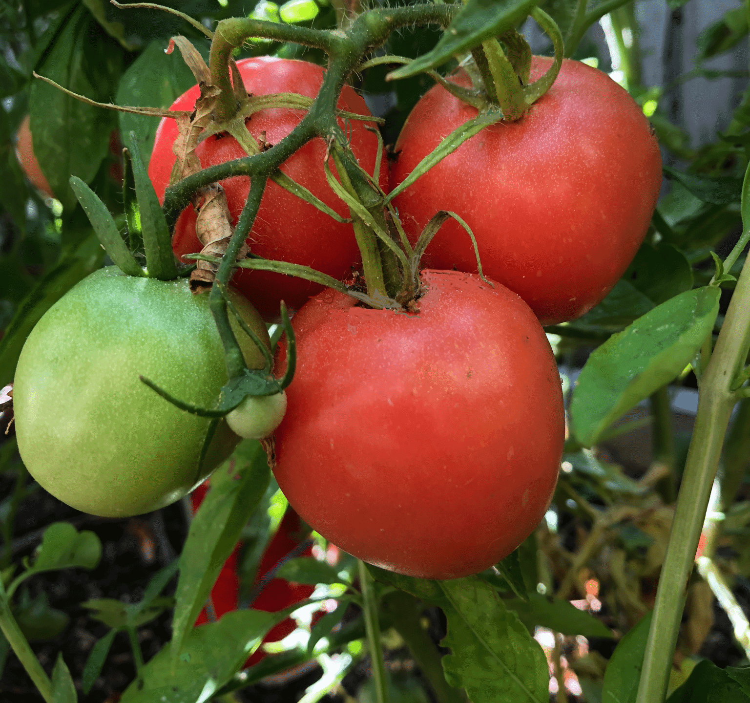 Moskovich Heirloom Tomato of the Week - 5280heirlooms.com